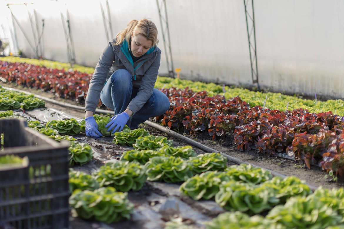 Horticulture Saginaw Insurance Quote Horticulture Saginaw Insurance Quote